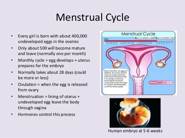 The Cycle Of The Unfertilized Ovum