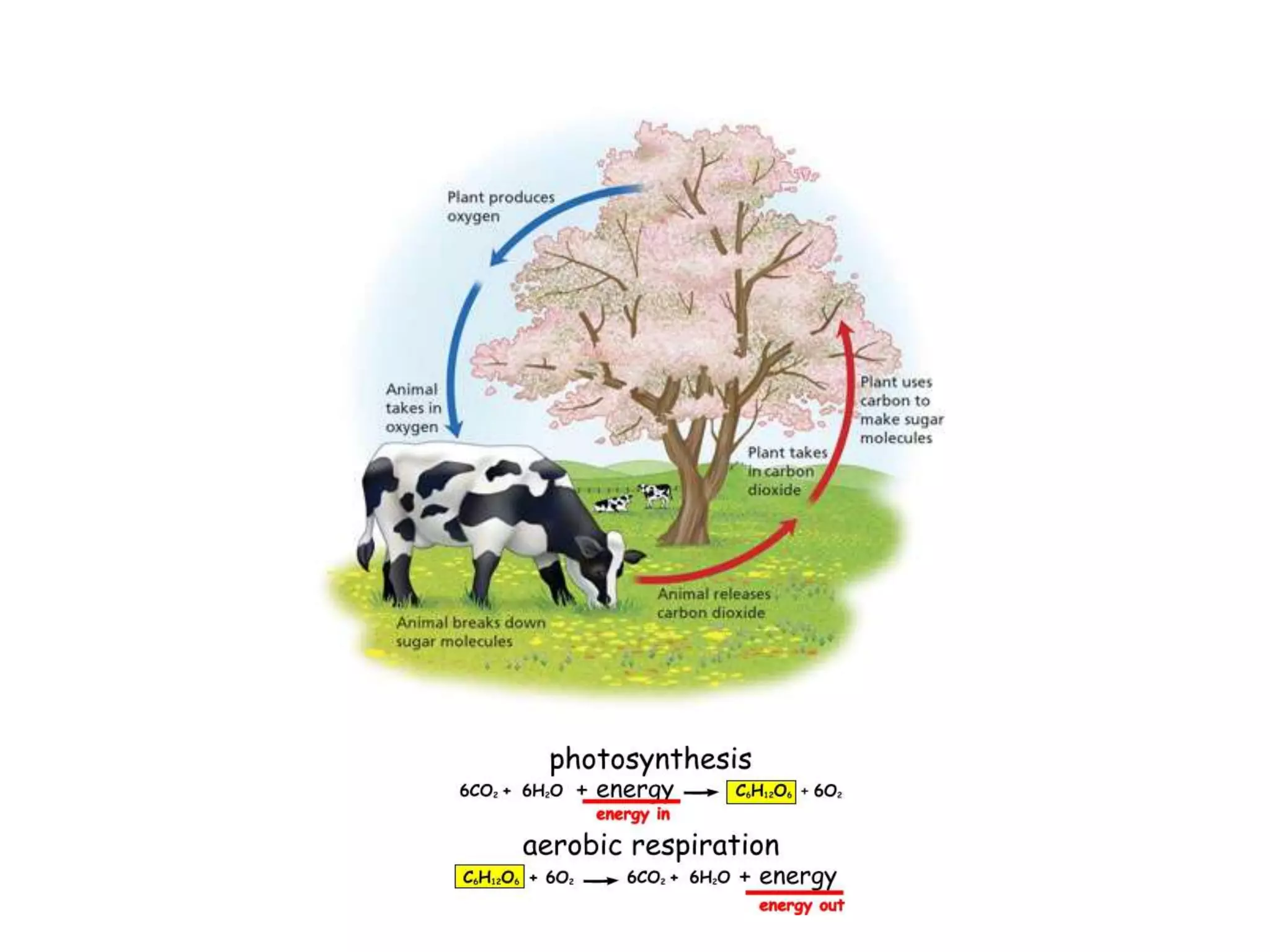 IS3 Cell Respiration and Photosyntehsis | PPTX