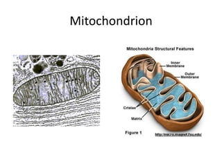 IS3 Cell Respiration and Photosyntehsis | PPTX