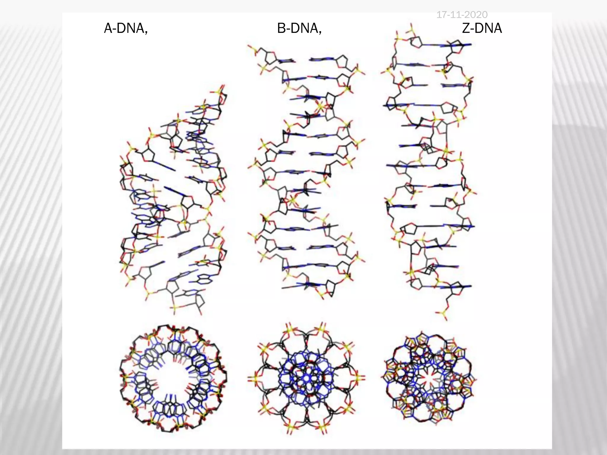 Forces responsible for A-, B- and Z-DNA: Structures, conformations ...