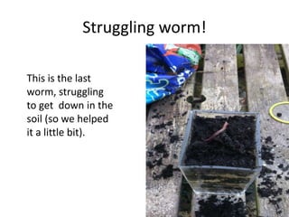 Isaac worms homework | PPT