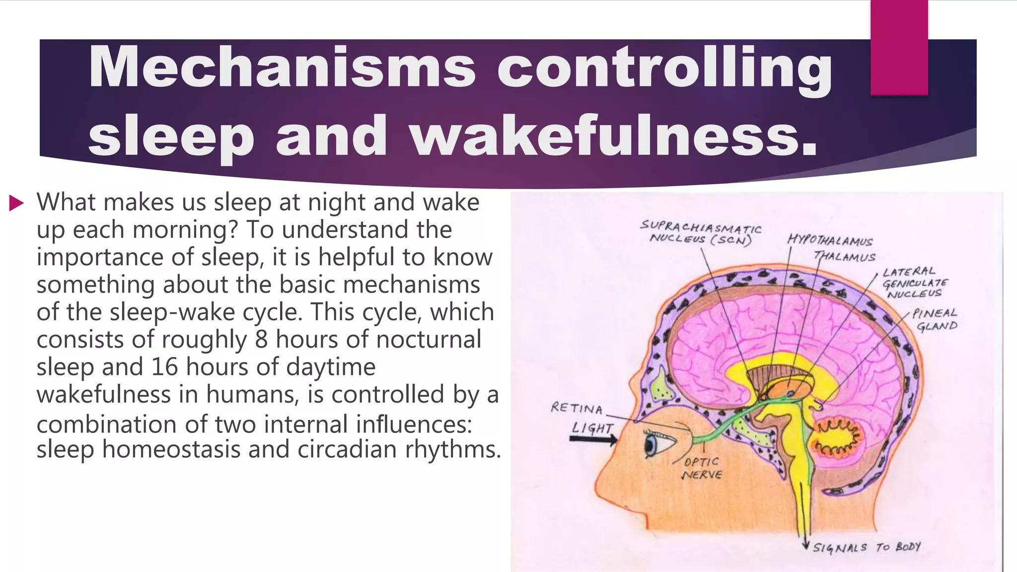 Isabella thoburn college neural mechanism of sleep | PPT