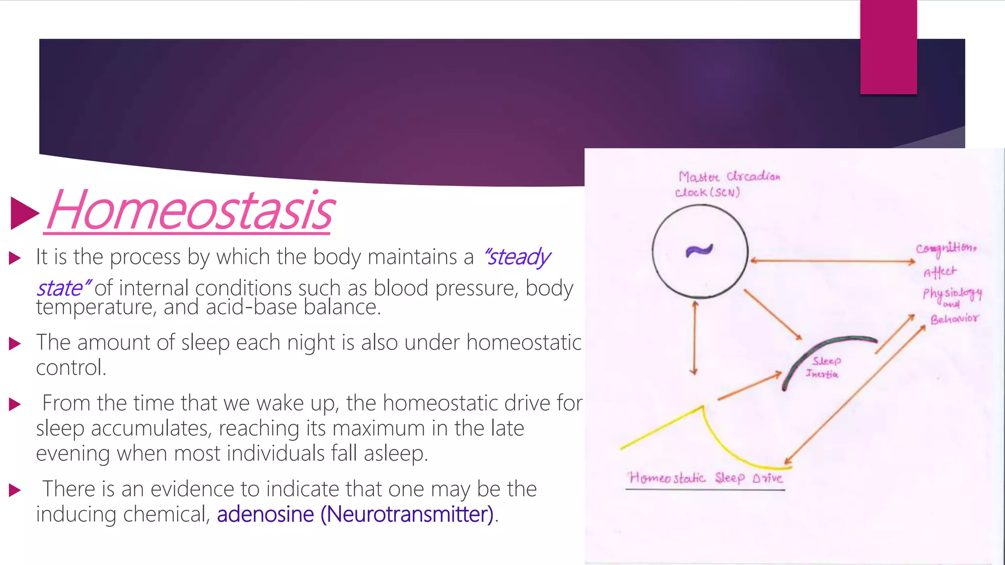 Isabella thoburn college neural mechanism of sleep | PPT