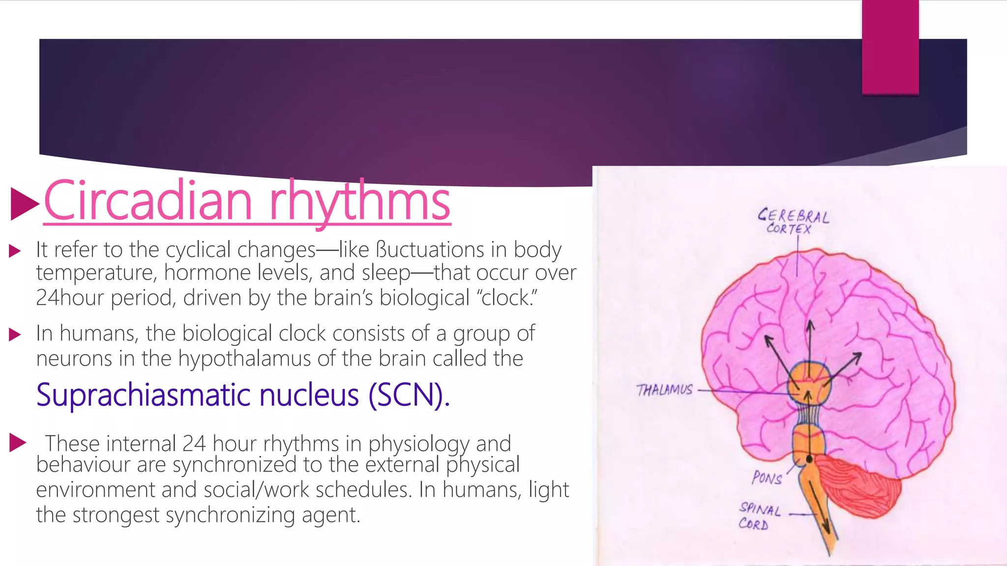 Isabella thoburn college neural mechanism of sleep | PPT
