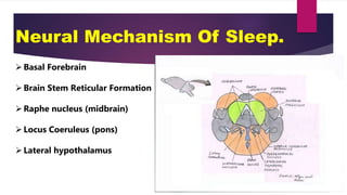 Isabella thoburn college neural mechanism of sleep | PPTX