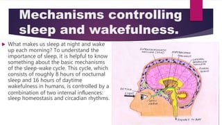 Isabella thoburn college neural mechanism of sleep | PPTX