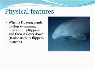 Isabelle's dugong powerpoint | PPT | Zoos & Aquariums | Attractions