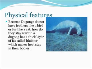 Isabelle's dugong powerpoint | PPT | Zoos & Aquariums | Attractions