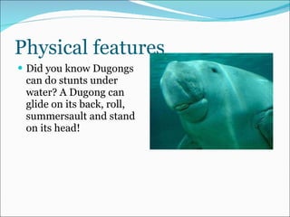 Isabelle's dugong powerpoint | PPT | Zoos & Aquariums | Attractions