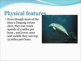 Isabelle's dugong powerpoint | PPT | Zoos & Aquariums | Attractions