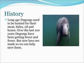 Isabelle's dugong powerpoint | PPT | Zoos & Aquariums | Attractions