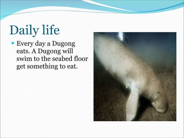 Isabelle's dugong powerpoint | PPT | Zoos & Aquariums | Attractions