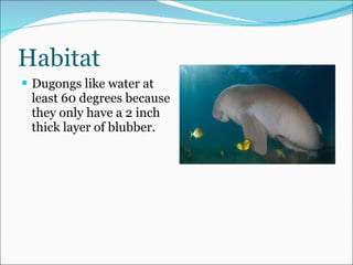 Isabelle's dugong powerpoint | PPT | Zoos & Aquariums | Attractions