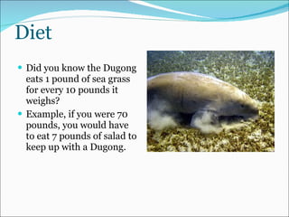 Isabelle's dugong powerpoint | PPT | Zoos & Aquariums | Attractions
