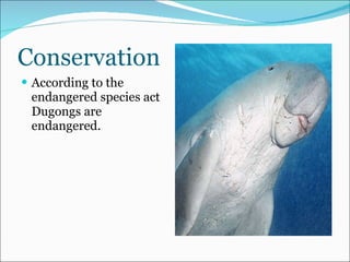 Isabelle's dugong powerpoint | PPT | Zoos & Aquariums | Attractions