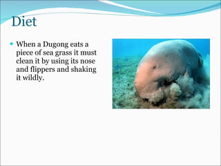 Isabelle's dugong powerpoint | PPT | Zoos & Aquariums | Attractions
