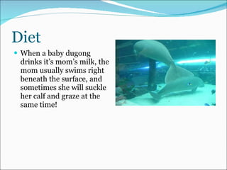 Isabelle's dugong powerpoint | PPT | Zoos & Aquariums | Attractions