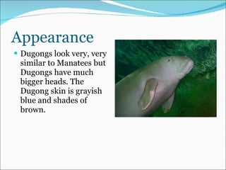Isabelle's dugong powerpoint | PPT | Zoos & Aquariums | Attractions