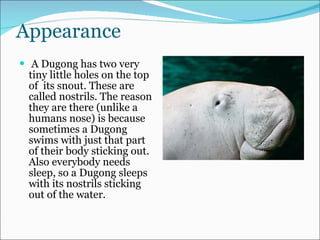 Isabelle's dugong powerpoint | PPT | Zoos & Aquariums | Attractions