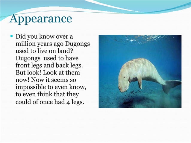 Isabelle's dugong powerpoint | PPT | Zoos & Aquariums | Attractions