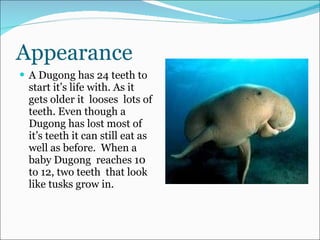 Isabelle's dugong powerpoint | PPT | Zoos & Aquariums | Attractions