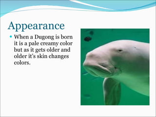 Isabelle's dugong powerpoint | PPT | Zoos & Aquariums | Attractions