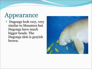 Isabelle's Dugong Powerpoint | PPT