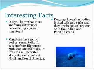 Isabelle's Dugong Powerpoint | PPT