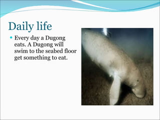 Isabelle's Dugong Powerpoint | PPT