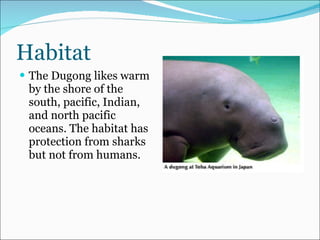 Isabelle's Dugong Powerpoint | PPT