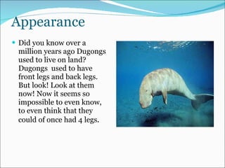 Isabelle's Dugong Powerpoint | PPT