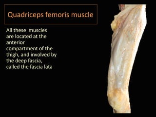 Isabel Miguel: Quadriceps muscle anatomy Cadaver study - PRP | PPT