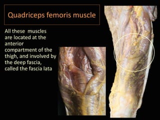 Isabel Miguel: Quadriceps muscle anatomy Cadaver study - PRP | PPT