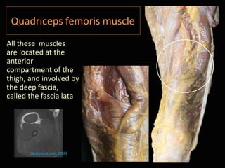 Isabel Miguel: Quadriceps muscle anatomy Cadaver study - PRP | PPT