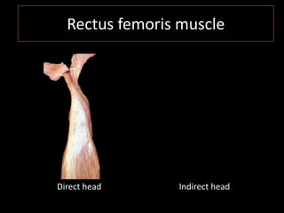 Quadriceps Femoris Muscle Cat Cat Dissection Practical- muscles at Vet ...