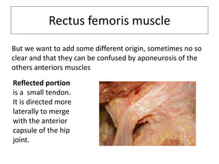 Rectus Femoris Muscle Origin