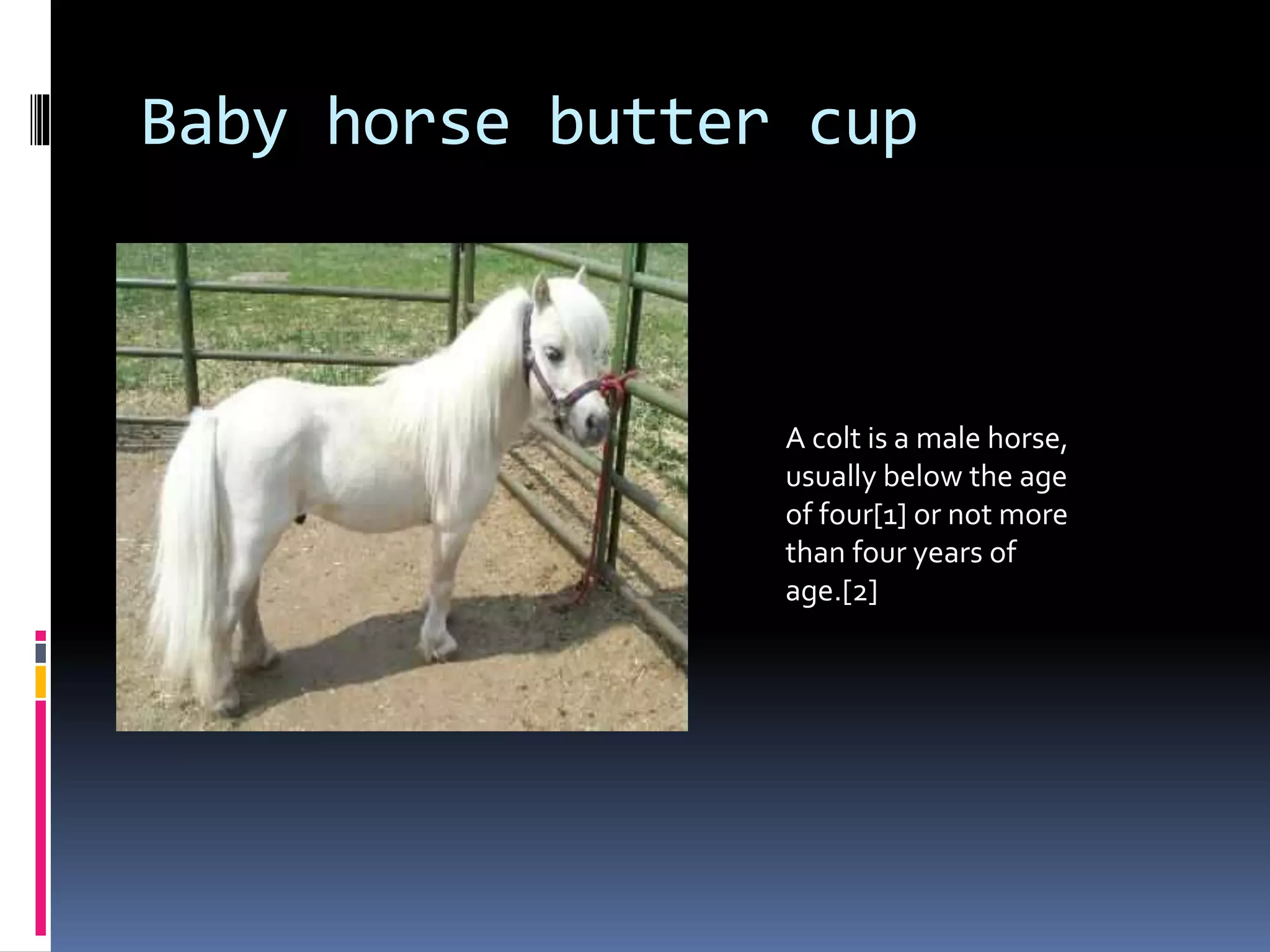 About Horses by Isabel Moon | PPTX | Equine Sports | Sports