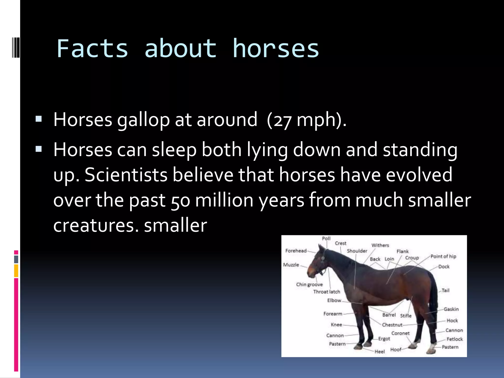 About Horses by Isabel Moon | PPTX | Equine Sports | Sports