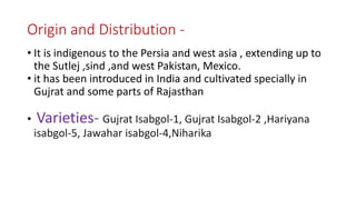 Isabgol - plantago ovata | PPTX