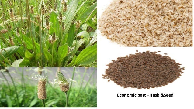 Isabgol - plantago ovata