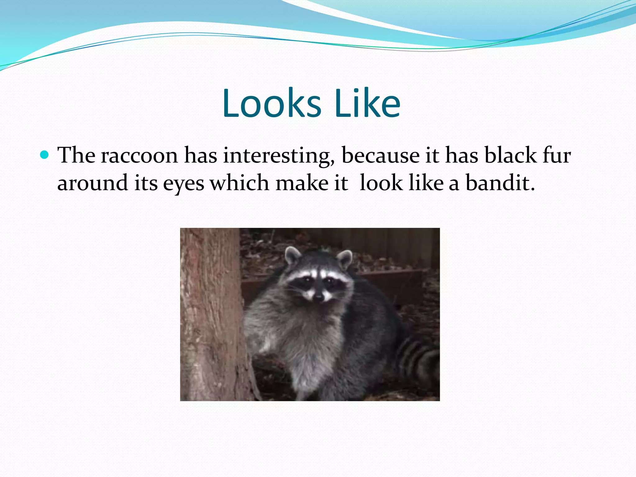 Isaiah raccoon power point | PPTX