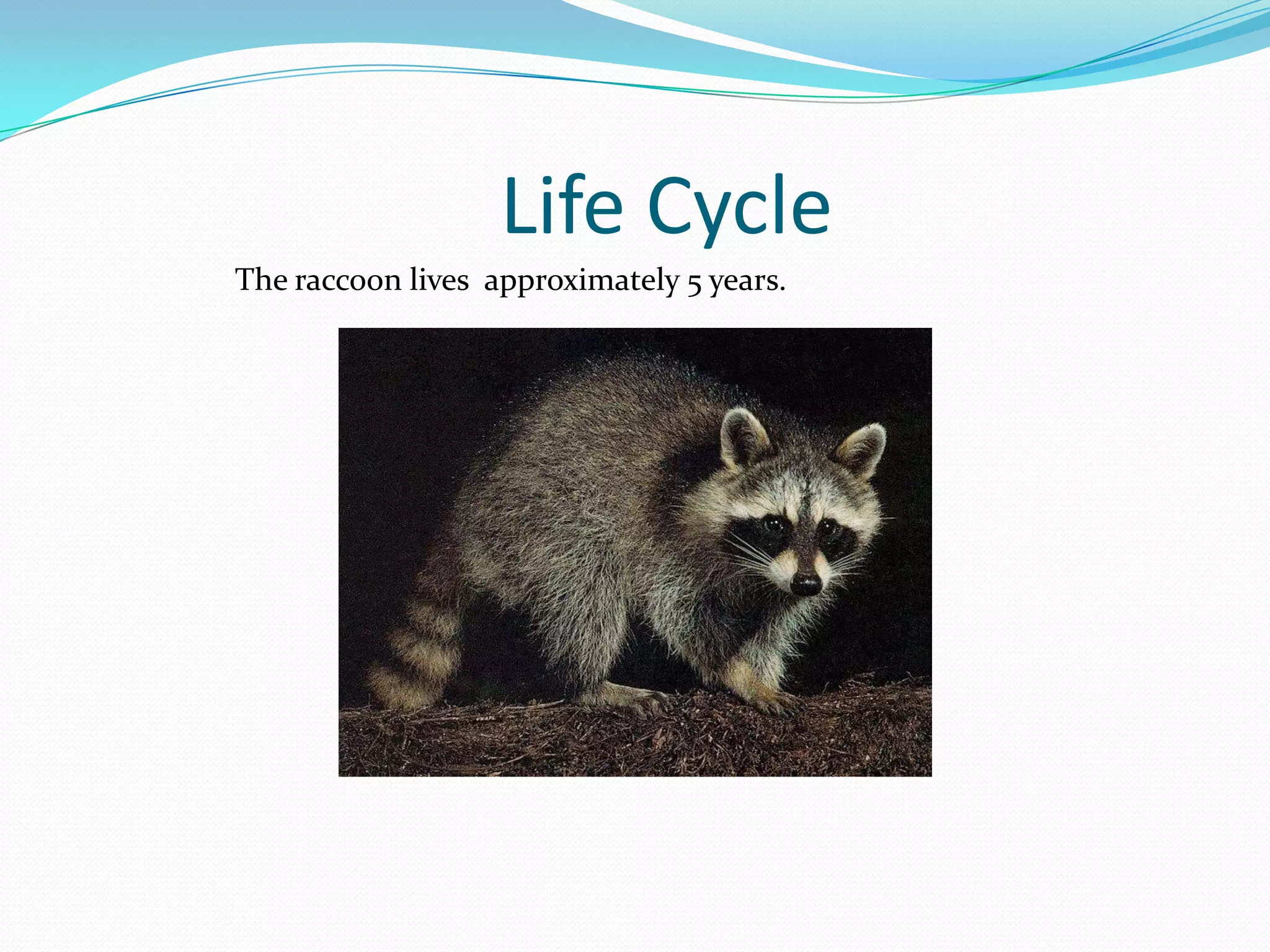 Isaiah raccoon power point | PPTX