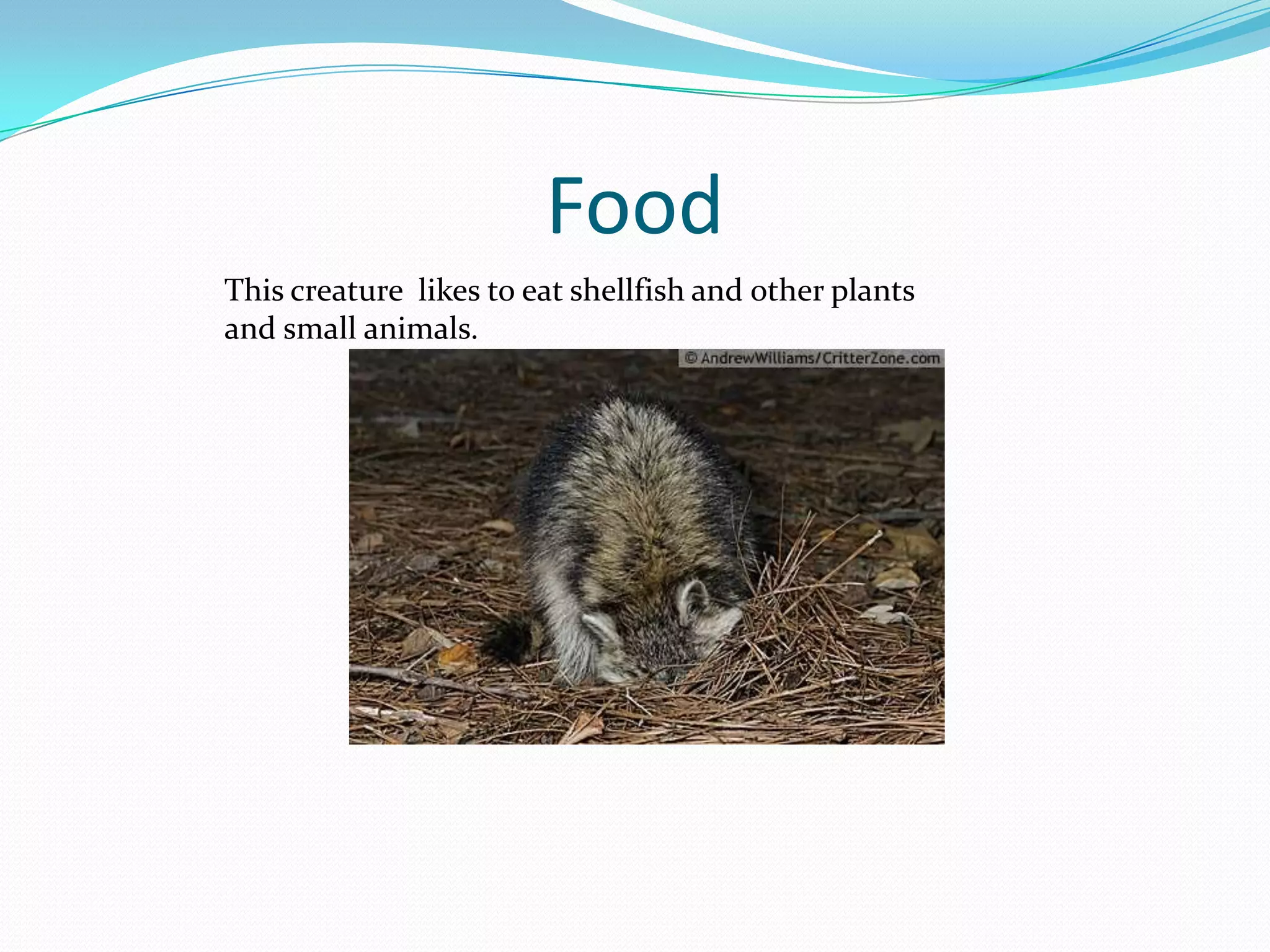 Isaiah raccoon power point | PPTX