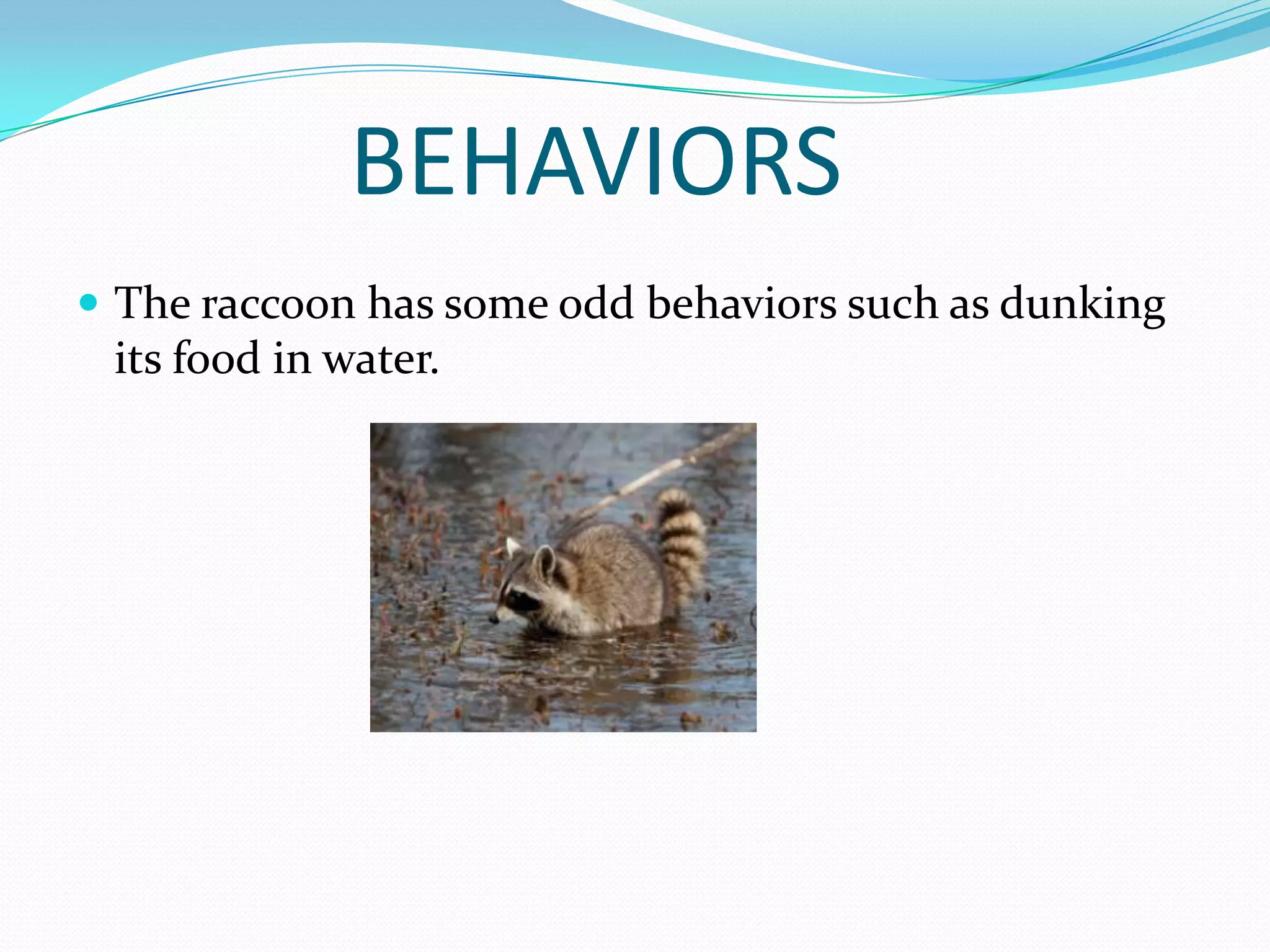 Isaiah raccoon power point | PPTX