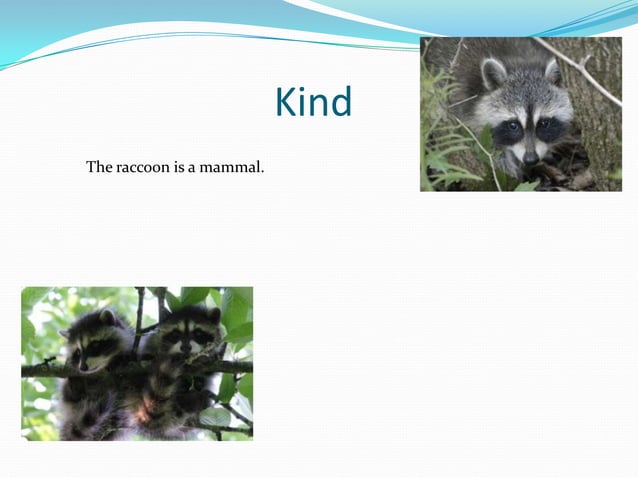 Isaiah raccoon power point | PPTX