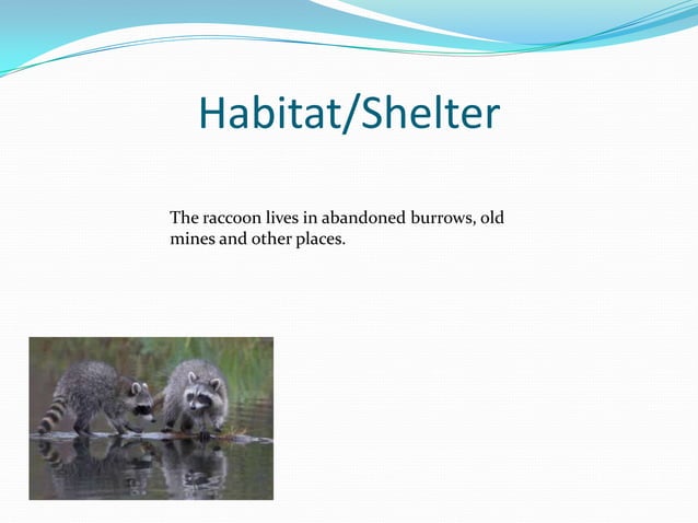 Isaiah raccoon power point | PPTX