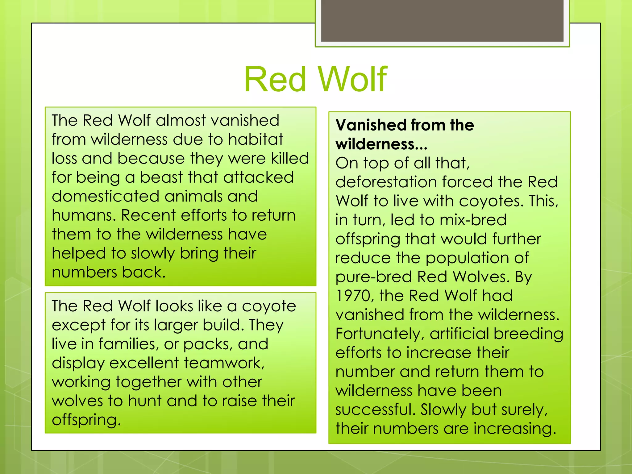 Endangered Species | PPTX | Reptiles | Pets