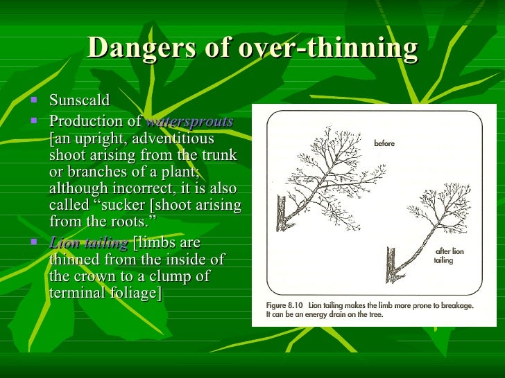 Isa pruning