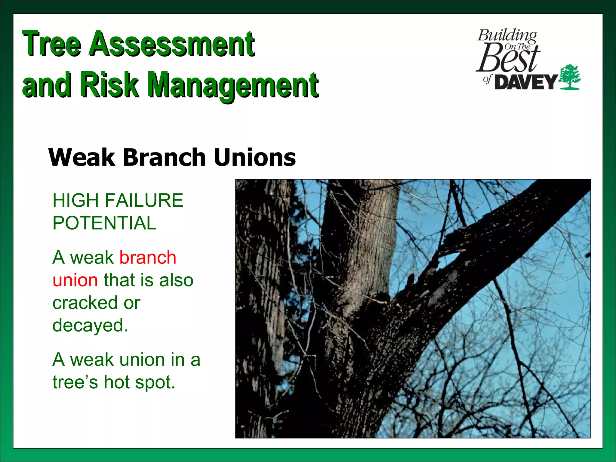Isa training tree risk assessment & cabling bracing | PPT
