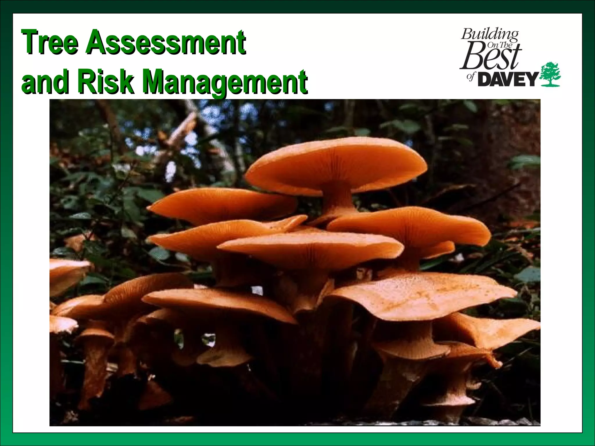 Isa training tree risk assessment & cabling bracing | PPT | Auto Safety ...